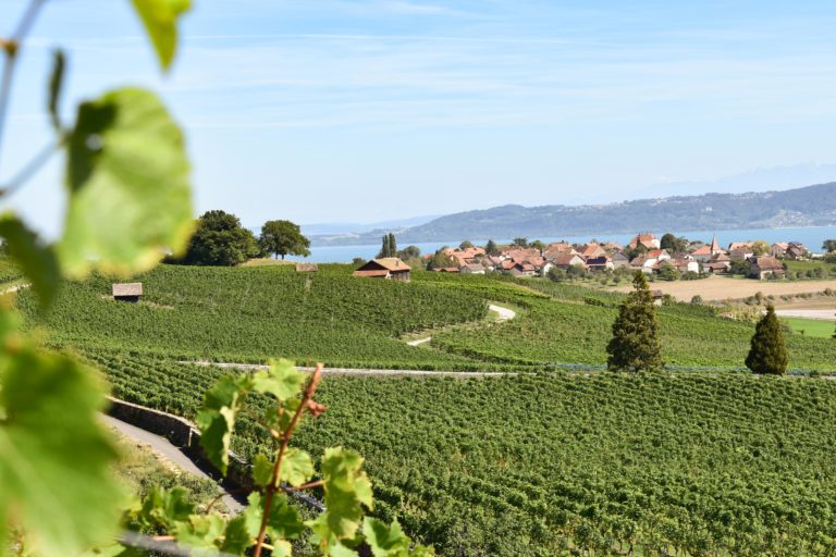 Vignerons - Tourisme Nord vaudois