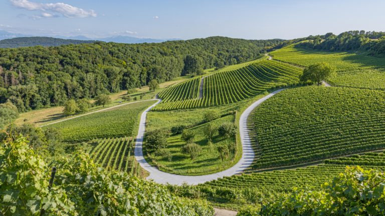 Winzer der AOC Côtes de l'Orbe - Tourismus Nordwaadt